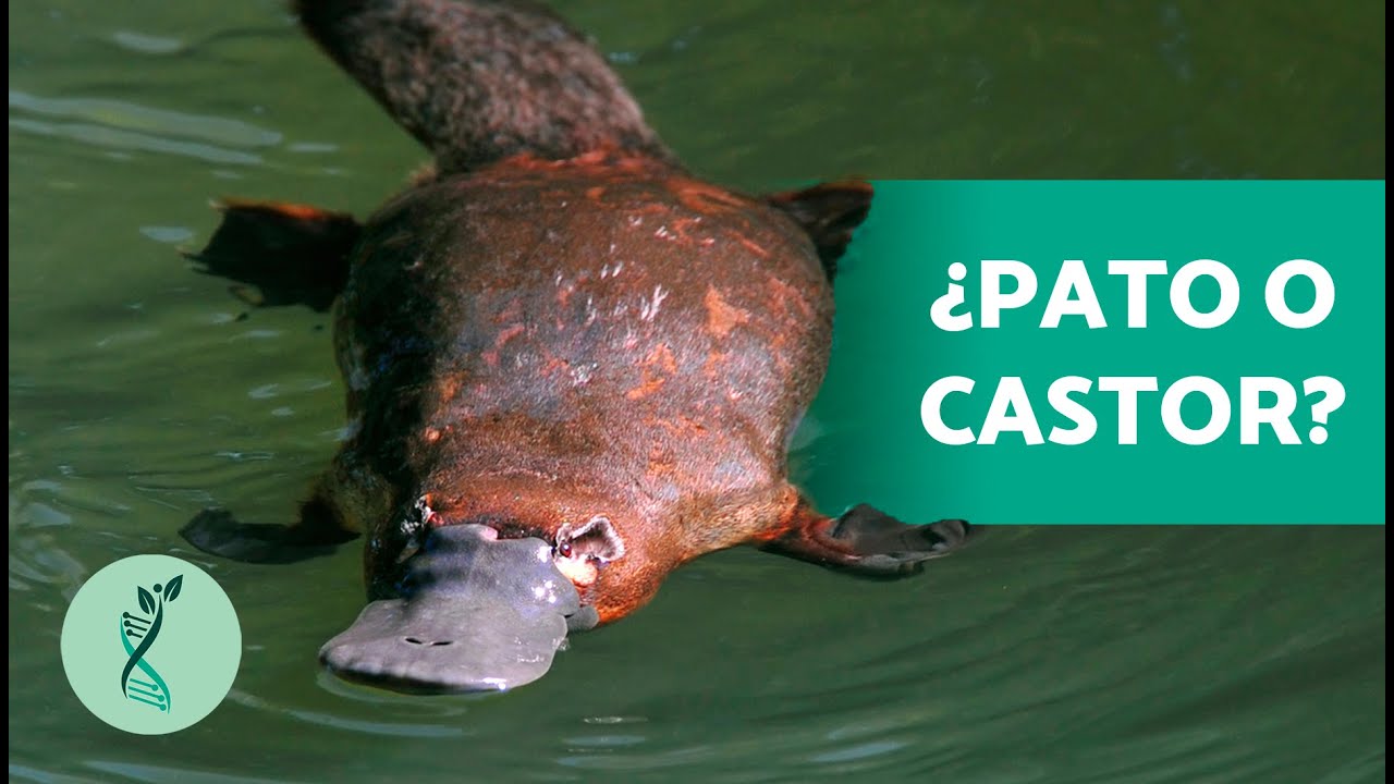 Ornitorrinco Pico De Pato En El Bosque Caducifolio