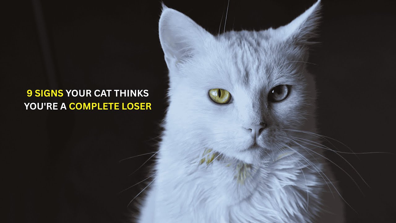 9 Signs Your Cat Thinks You're a Complete Loser - YouTube