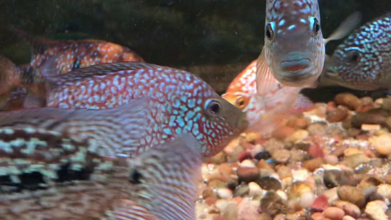 Unfaded f5 Super Red Texas with red base skin - YouTube