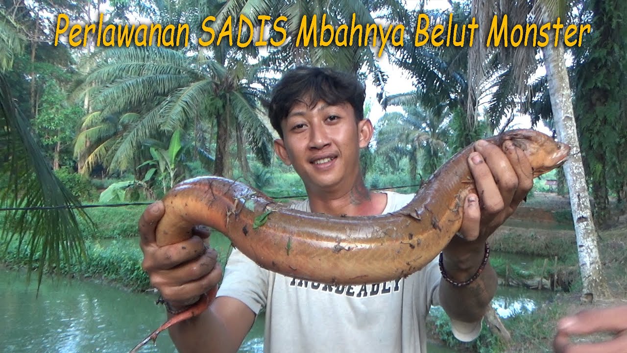STRIKE MBAHNYA BELUT MONSTER Short - YouTube