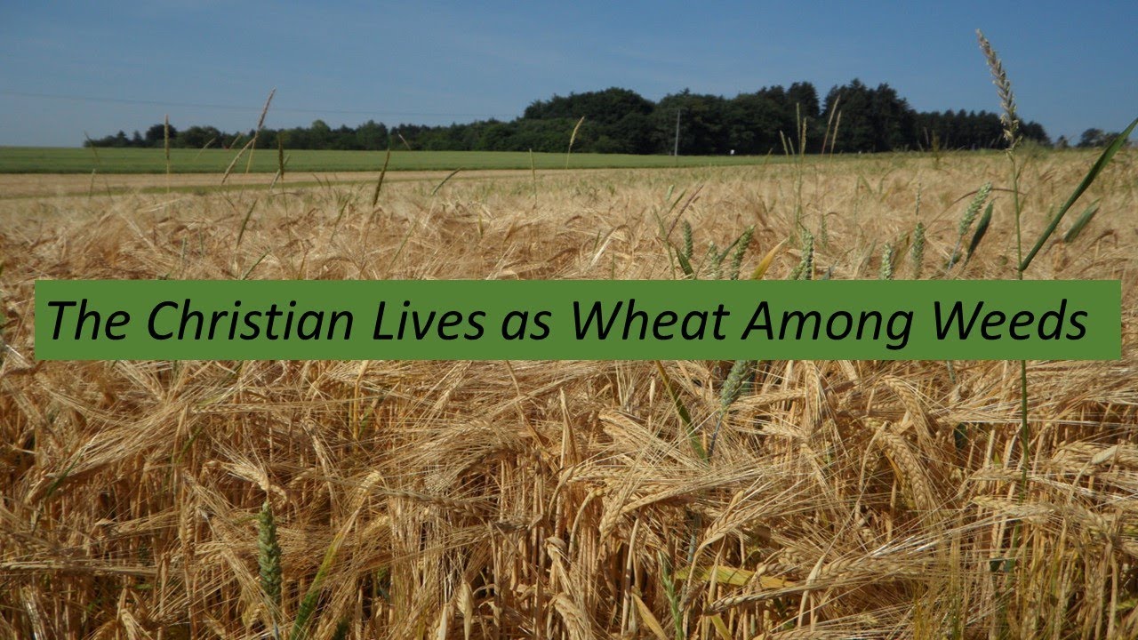 Sunday Service – July 23, 2023 – “The Christian Lives as Wheat Among ...