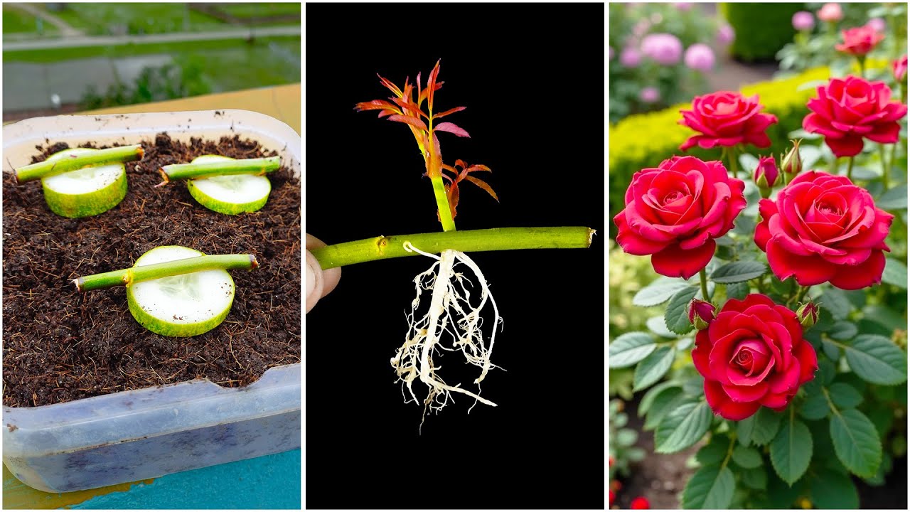 How to grow rose plant at home from stem || Best & easy method for ...