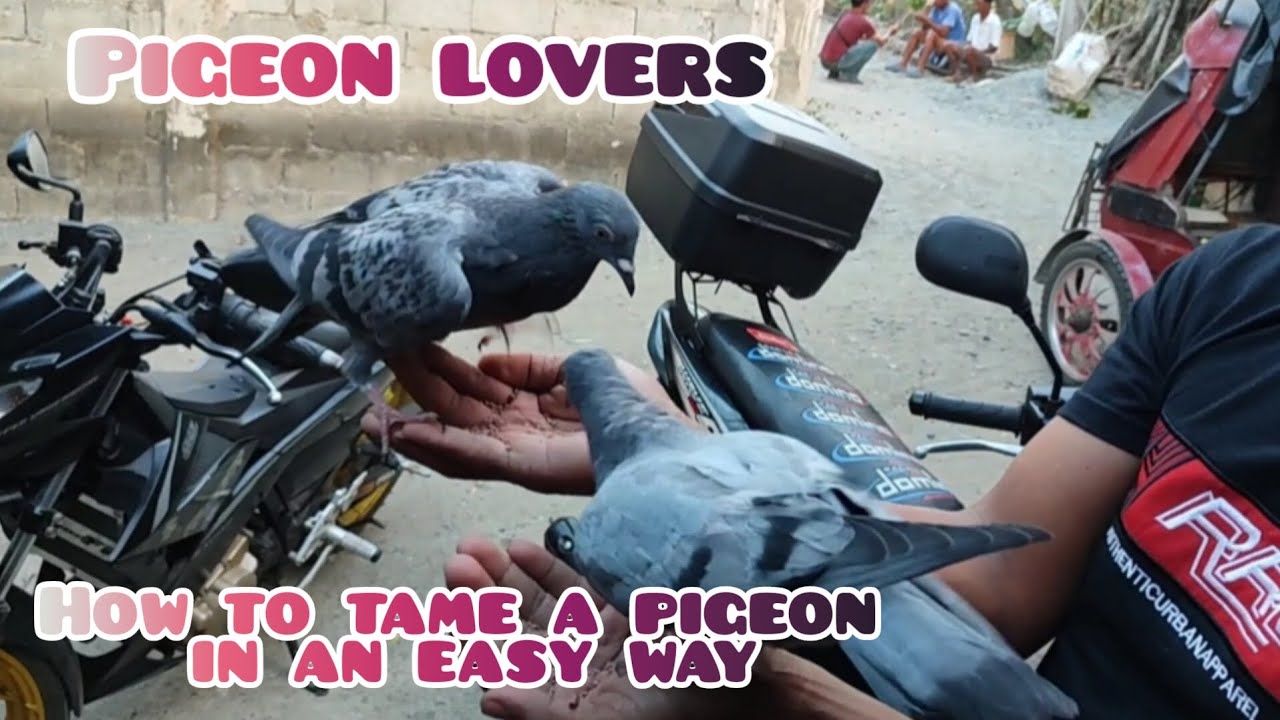 How to tame a pigeon in an easy way Pigeon lovers#pegion #pigeons # ...