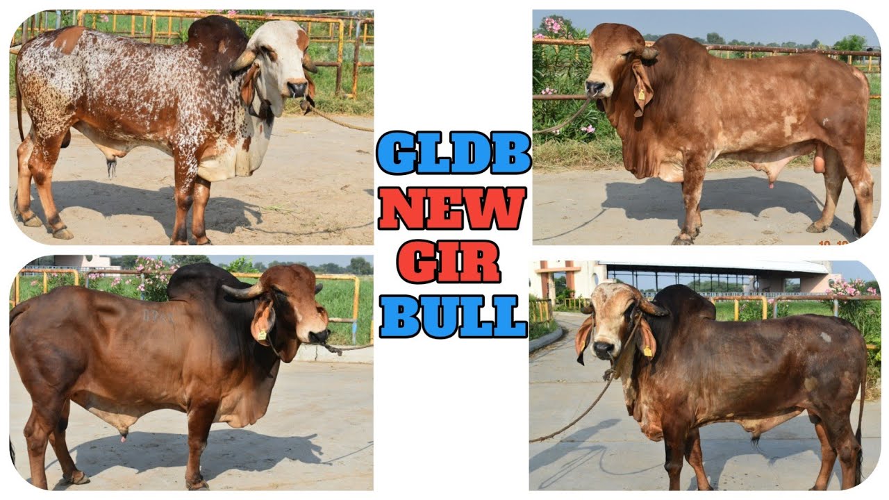 G.L.D.B पाटन में सिलेक्ट हुए नए गिर बुल// NEWLY SELECTED GIR BULL 💖 ...