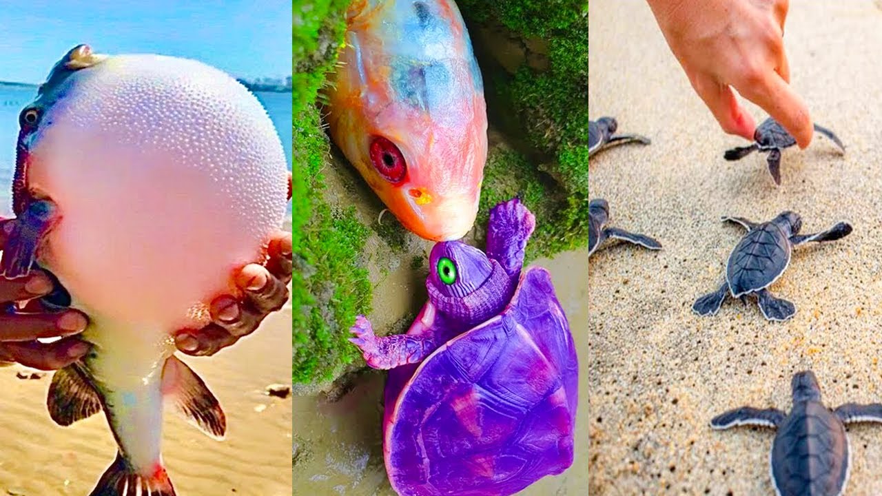 Fishing Videos - Catching Seafood Include Fish, Crab, Octopus #197 ...