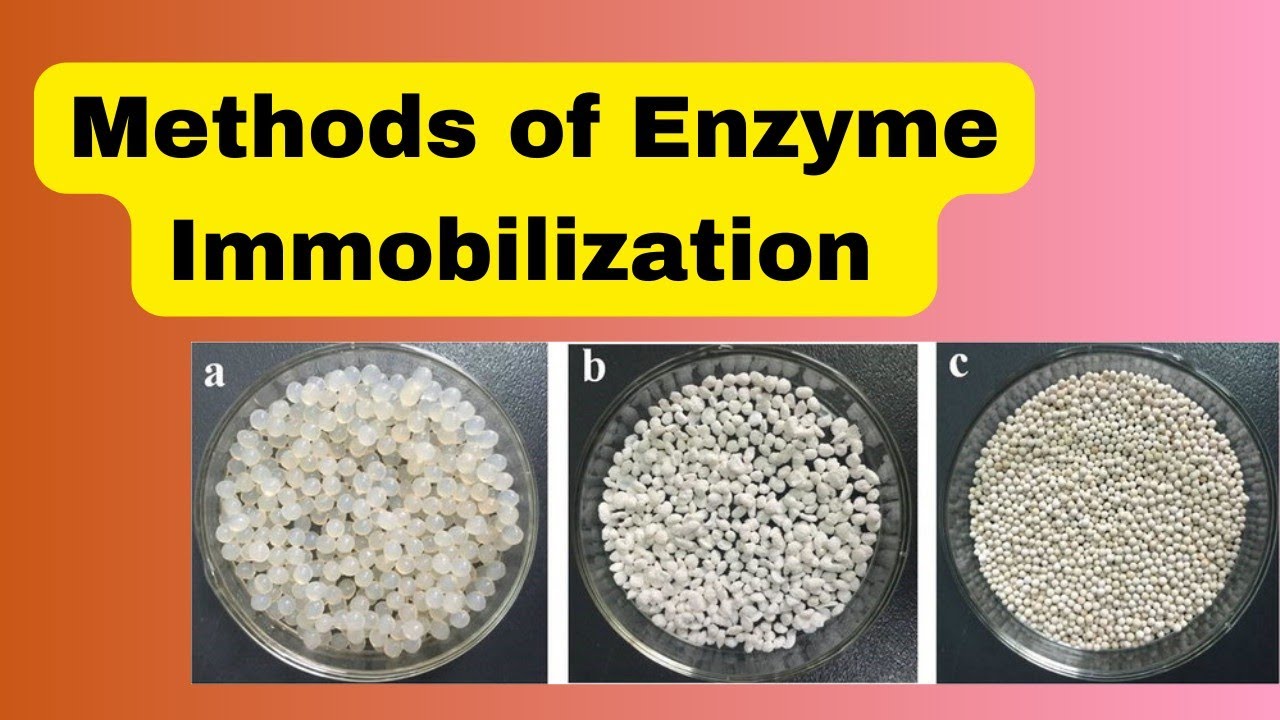 Immobilization of Enzyme|Immobilization Methods|Immobilization ...