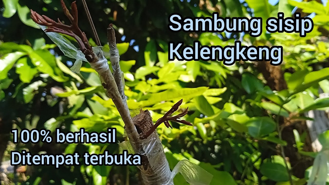 cara sambung sisip kelengkeng ditempat terbuka pada pohon yang sudah ...