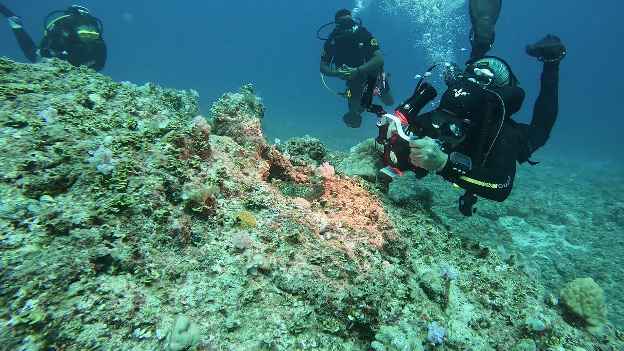 Diving Close Reefs on Shamenta and Ti Coreille - YouTube