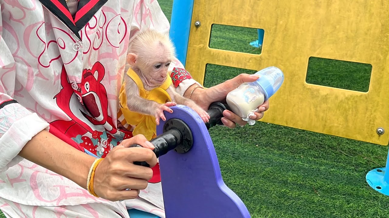 Monkey Dori Babi having fun and relaxing while playing at the ...