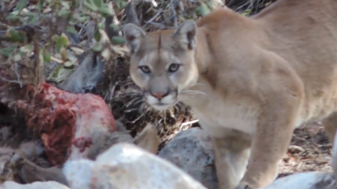 Puma concolor - YouTube