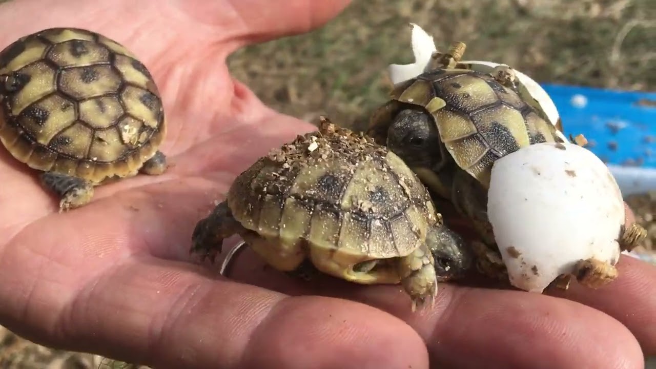 TORTUE HERMANN naissance 25 juillet - YouTube