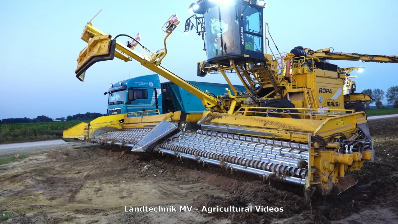 Ropa Maus 5 - MAN - MB / Rübenveladung - Loading Beets 2020 pt2 - YouTube