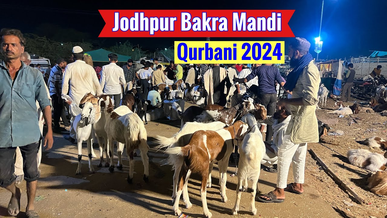 jodhpur bakra mandi,bakra | बकरा मंडी जोधपुर | jodhpur bakra mandi live ...