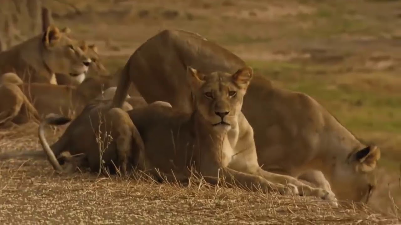 Lion vs T rex by সুমন। - YouTube