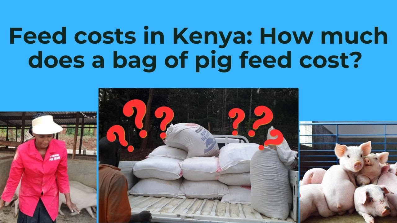 How much is a bag of pig feed in Kenya - YouTube