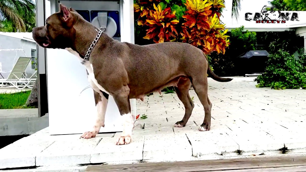 American Bully: A Pig that Don't Fly Straight (Episode 3 of 4) - YouTube