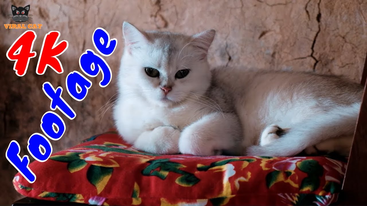 4K Quality Animal Footage - Cats and Kittens Beautiful Scenes Episode ...