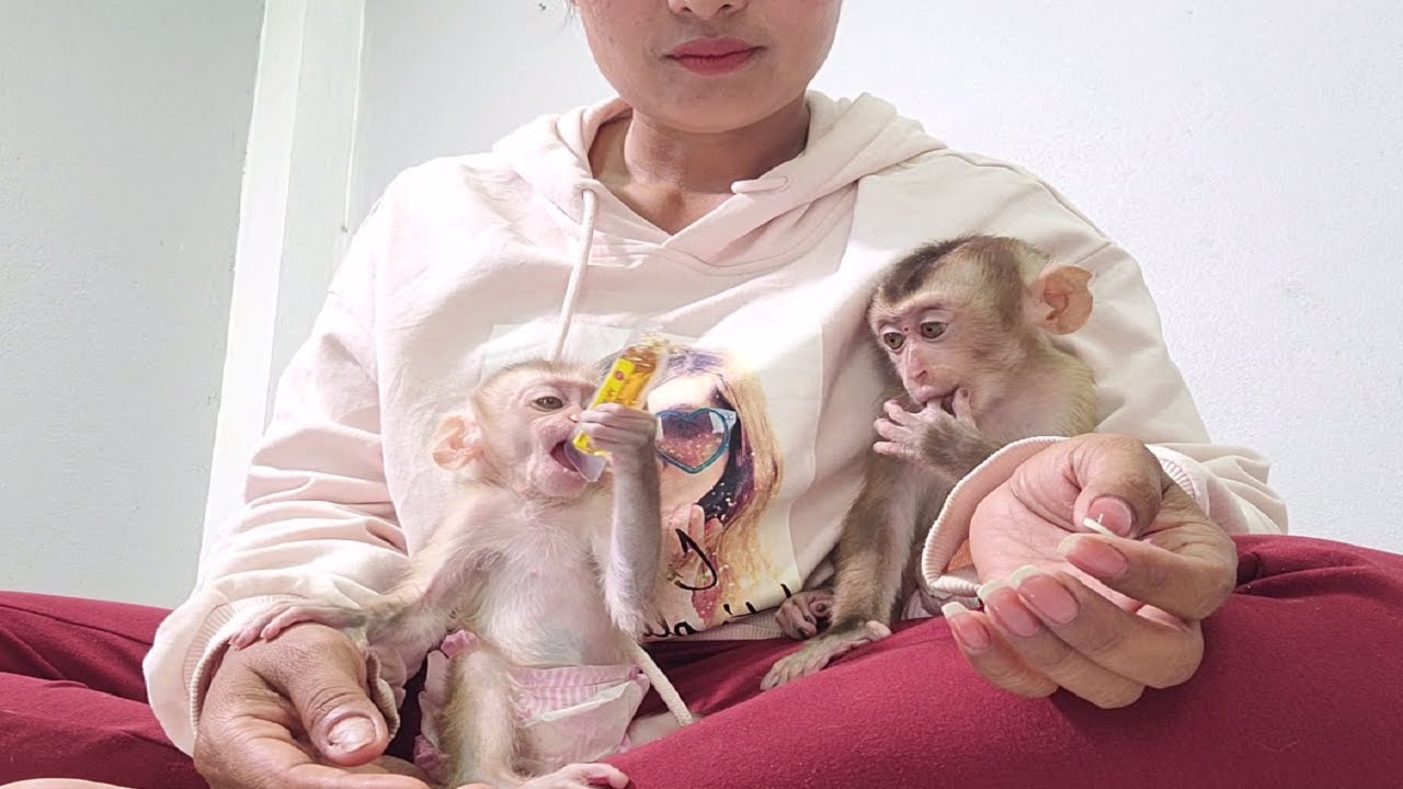 They are very smart monkeys, they grab what they want from their mother ...