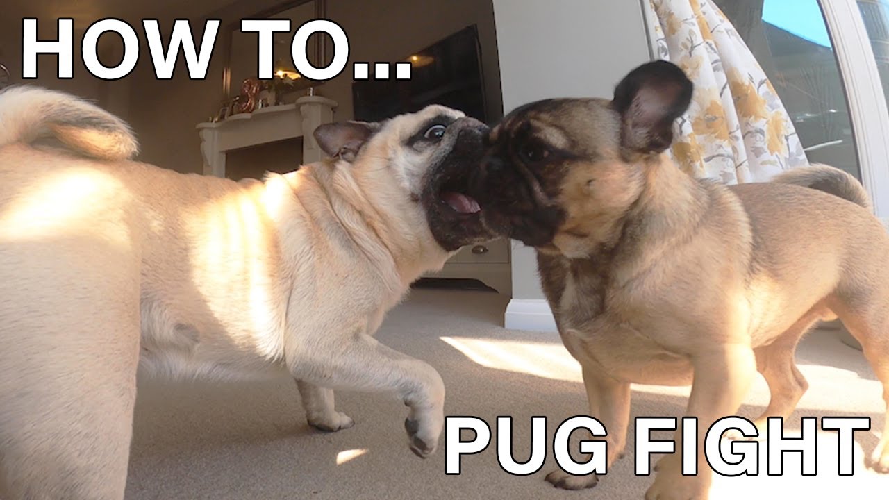 How to... PUG FIGHT! Cutest Pug fights EVER!! 🐶💪🏼 - YouTube