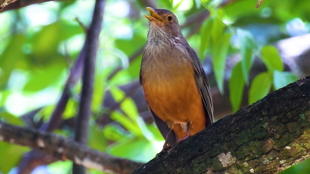 CANTO MELODIOSO do SABIÁ-LARANJEIRA livre na natureza (TURDUS ...