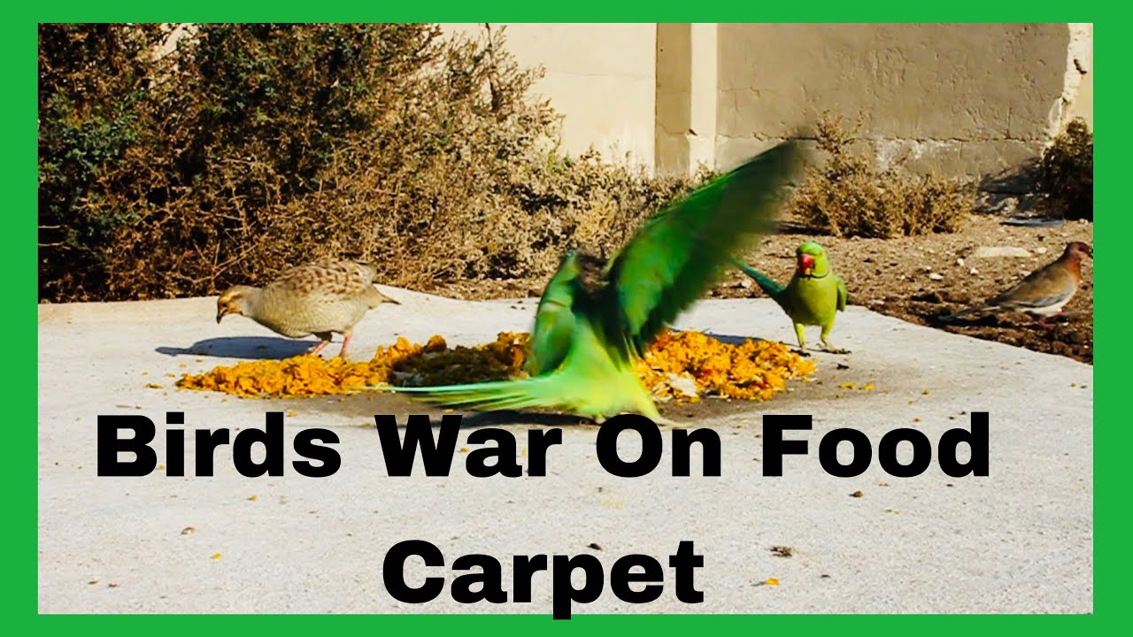 Birds War On Food Carpet || Birds Are Fighting For Food - YouTube