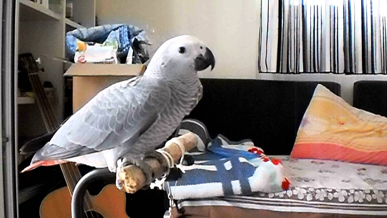 African Grey first clicker training - YouTube