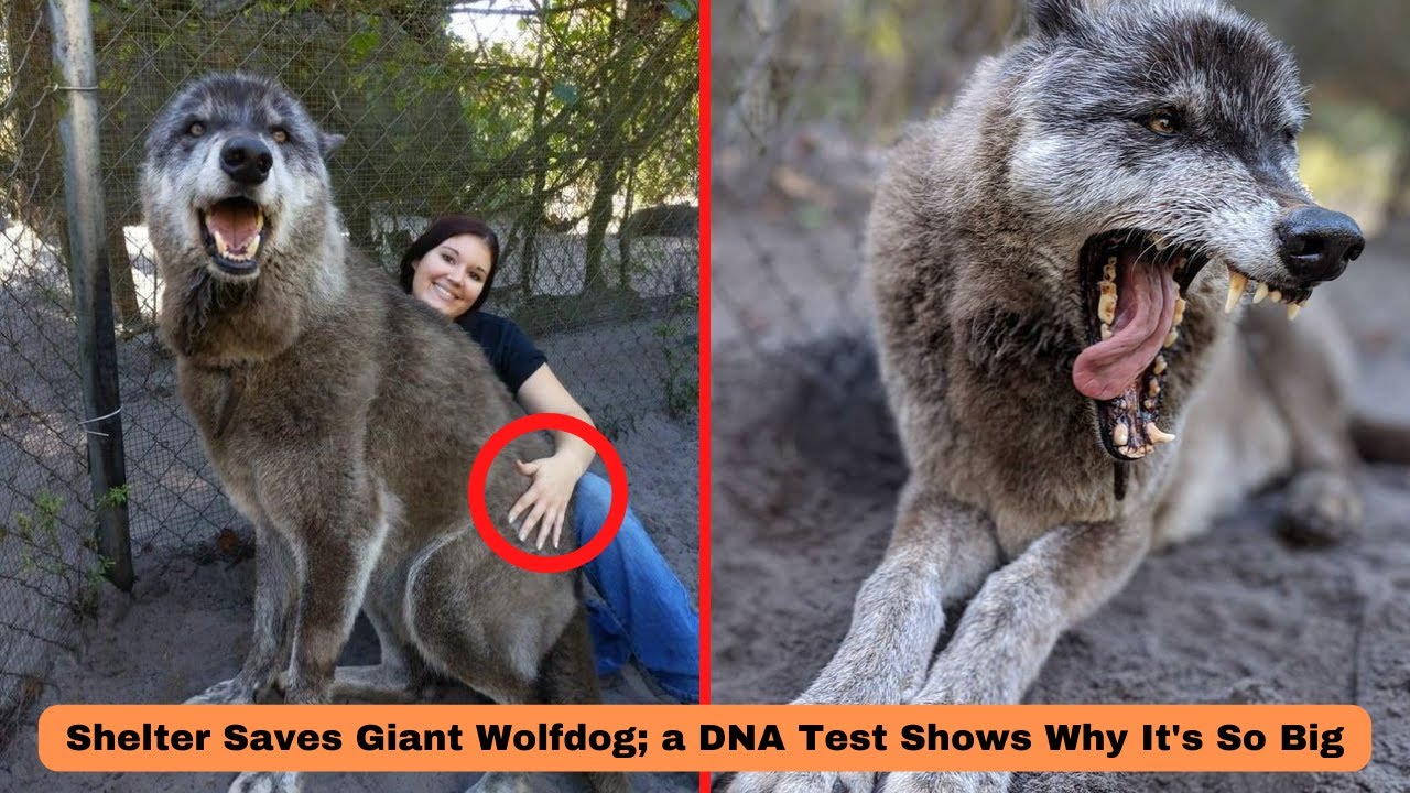 Shelter Saves Giant Wolfdog a DNA Test Shows Why It's So Big - YouTube