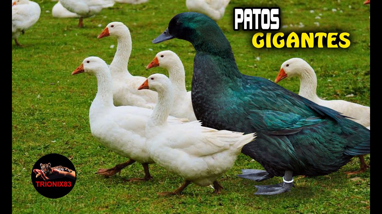 Todas las razas de patos domésticos del mundo - YouTube