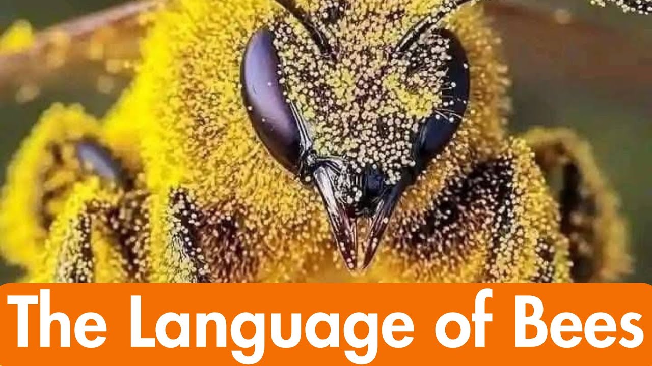 The language of bees (Do you know Bees have a LANGUAGE?) - YouTube