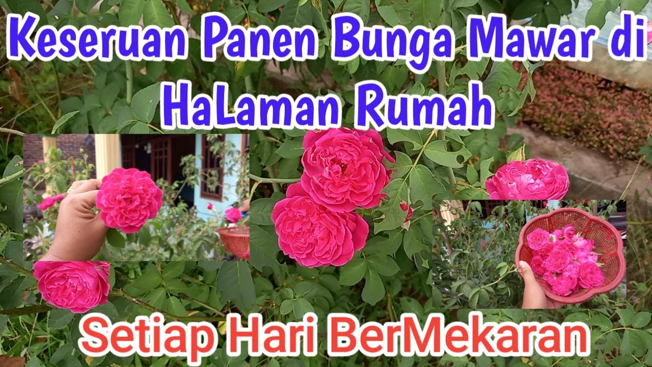 Panen Bunga Mawar di HaLaman Depan Rumah - YouTube