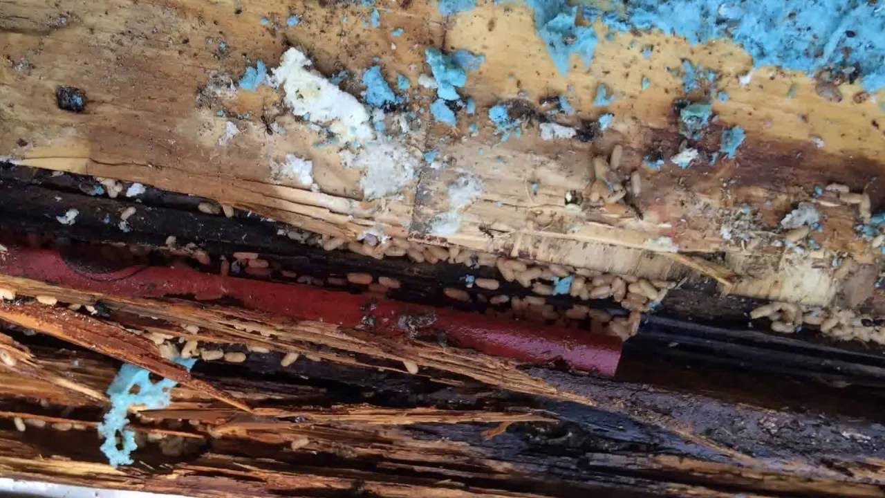 Dommages occasionnés par des fourmis charpentières à la charpente d'une ...