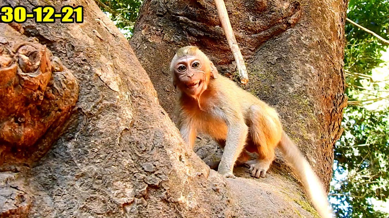 Adorable Butterfly El.pida Tree - YouTube