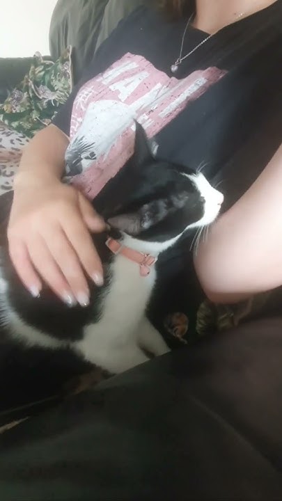 Kittens enjoying catnip - YouTube