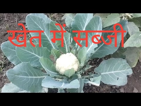 खेत में सब्जी ..ll Manoj Kumar official - YouTube