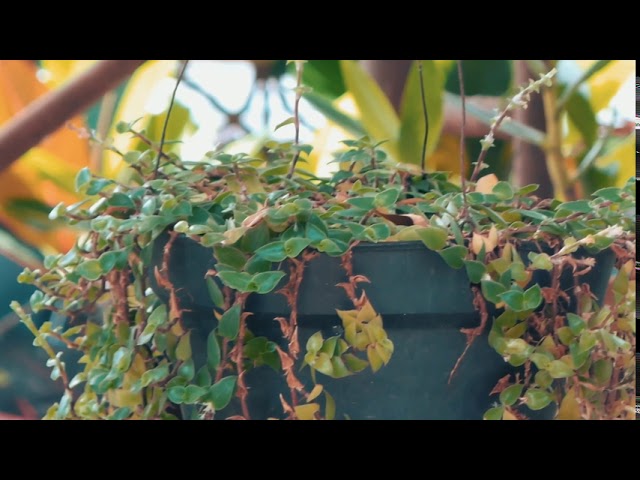 Samsung Galaxy Camera 2 Video Test