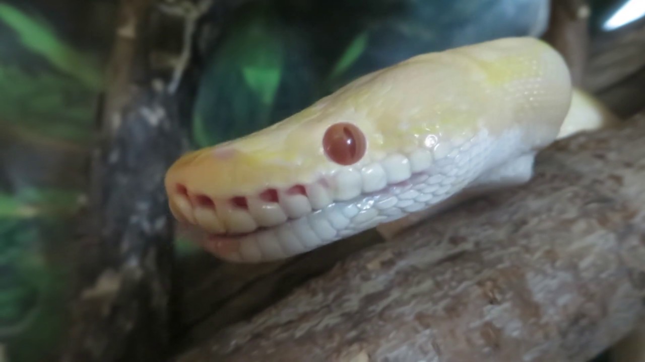 Ball Python Live Feeding - YouTube