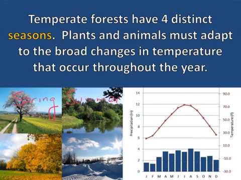 What Are Some Adaptations Of Animals In The Deciduous Forest