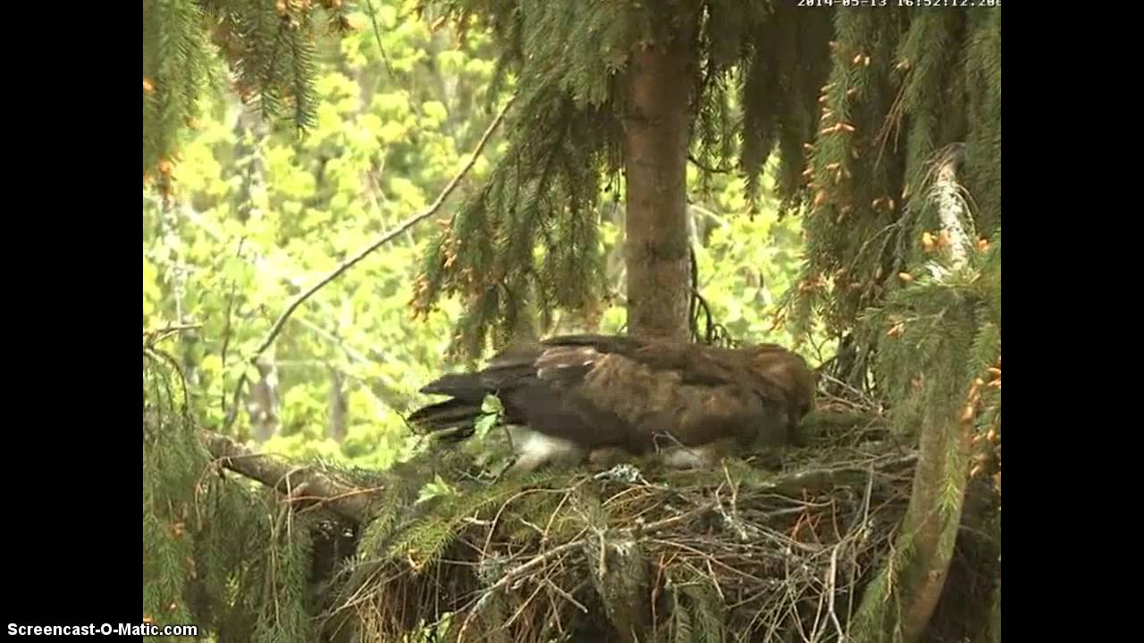 A lett békászó sas fészek - YouTube