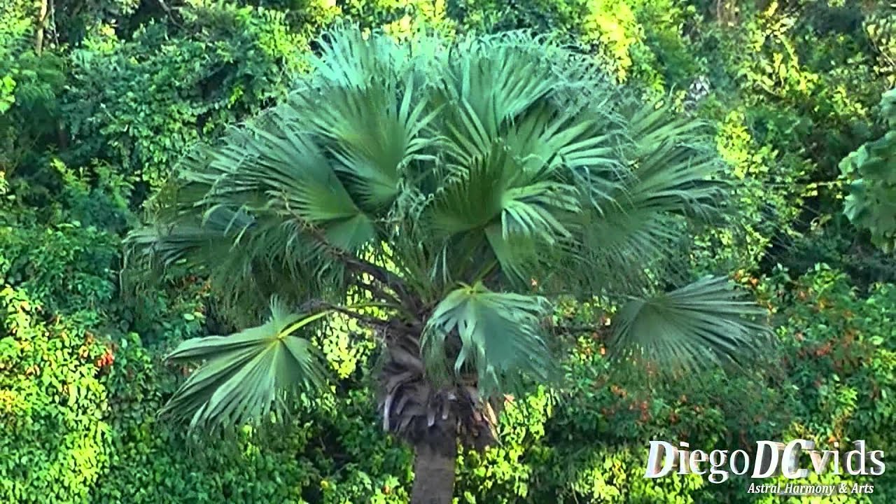 Livistona chinensis - Chinese fan palm - Palmeira-de-leque-da-china ...