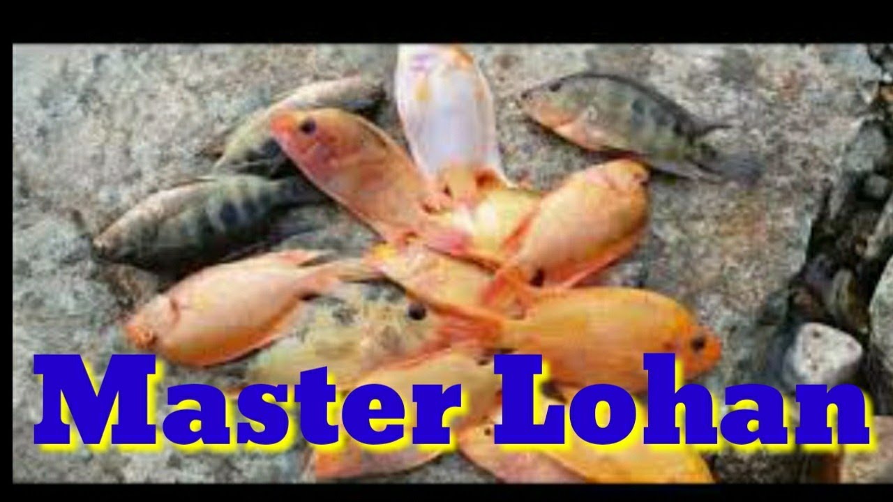 #tobalake Master LOHAN danau toba - YouTube