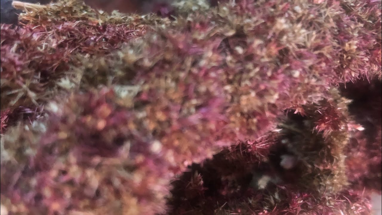 Para que funciona la planta 🌱 atacó otro nombre sangorache explicó ...