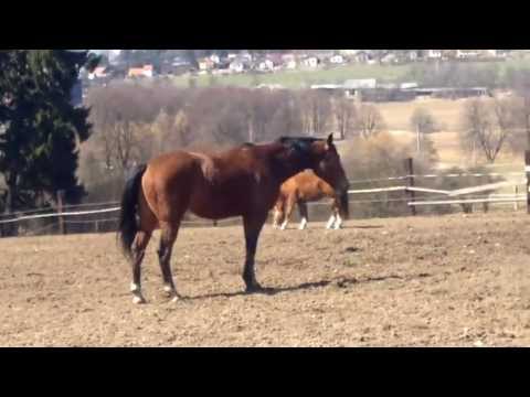 15.4.2013 Ormet výběh