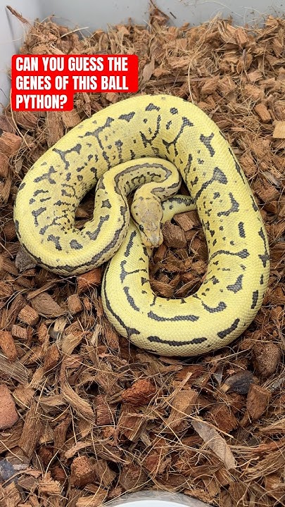 Can you GUESS the GENES in this Ball Python Combo!? - YouTube