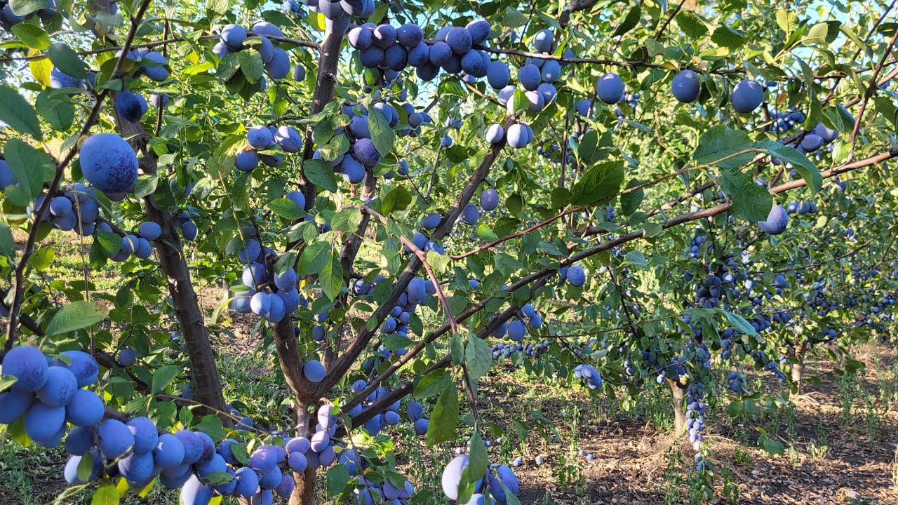 Soiul de prune Top Hit, Producția în anul 4. - YouTube