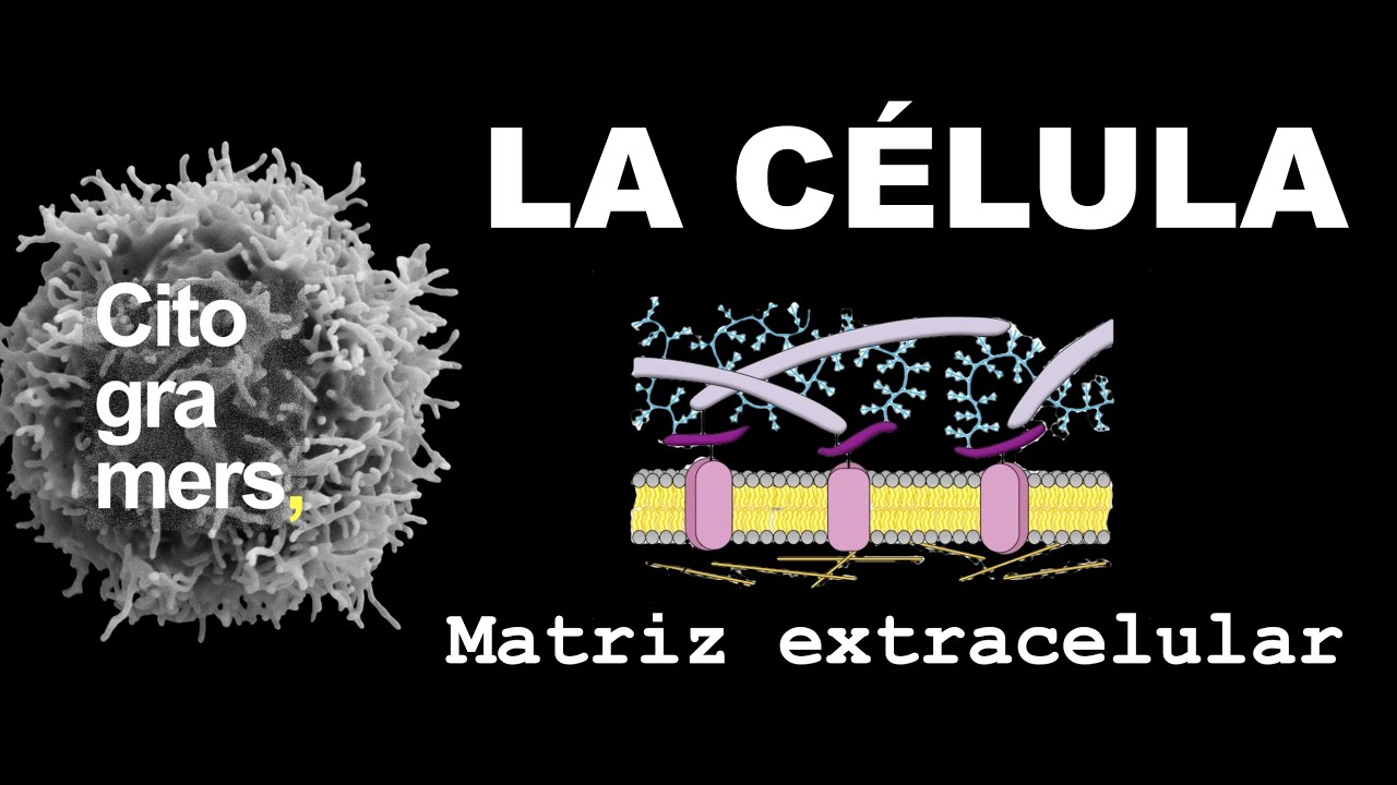 La matriz extracelular. Composición, estructura y ejemplos. - YouTube