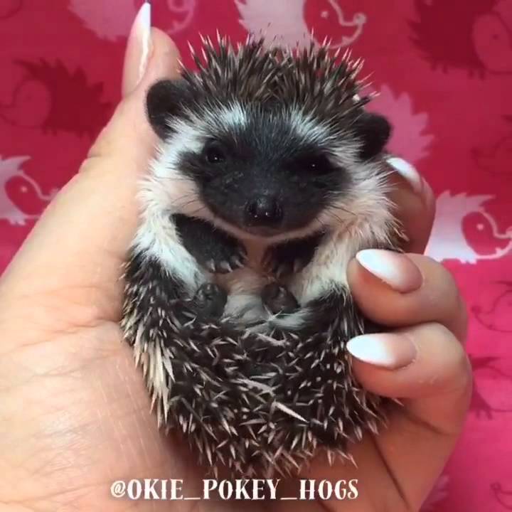 Algerian Black African Pygmy Hedgehog - YouTube