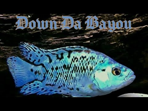 The Return to Down Da Bayou - YouTube