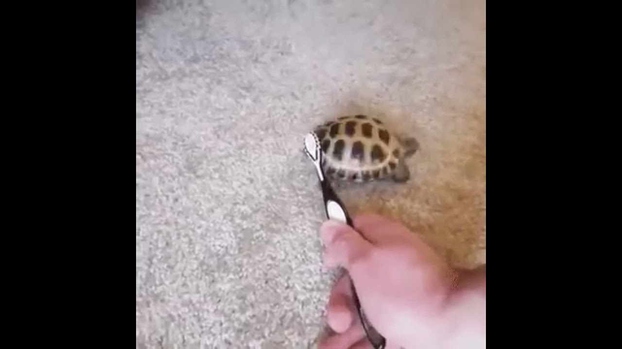 Cute little Turtle dancing with a toothbrush (Turtle likes to dance ...