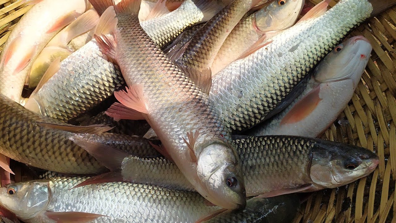 Sheelen's fish market #shorts - YouTube