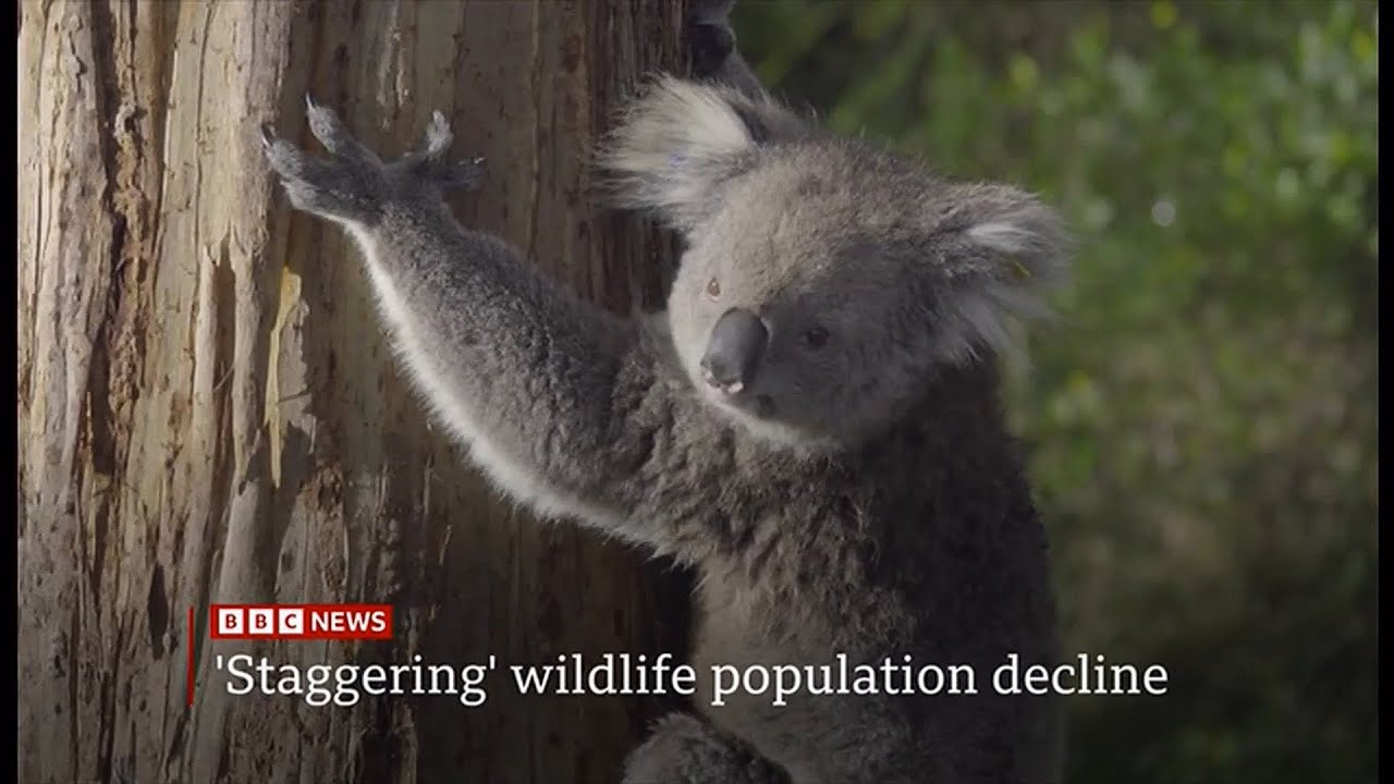 Wildlife populations are declining on a 'devastating' scale, says WWF ...